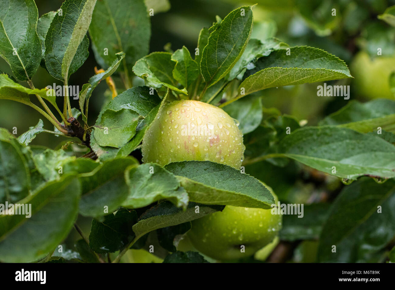 green apples in the garden after the rain Stock Photo - Alamy