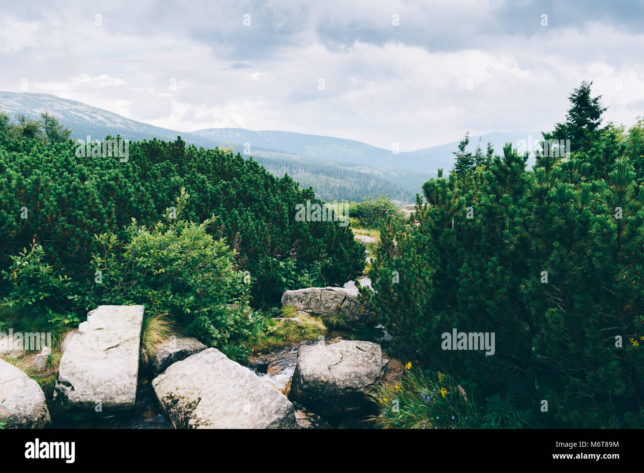Nice green trees hi-res stock photography and images - Alamy