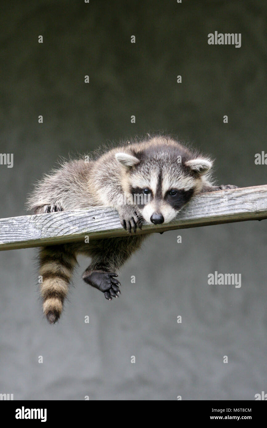 Baby raccoons hi-res stock photography and images - Alamy