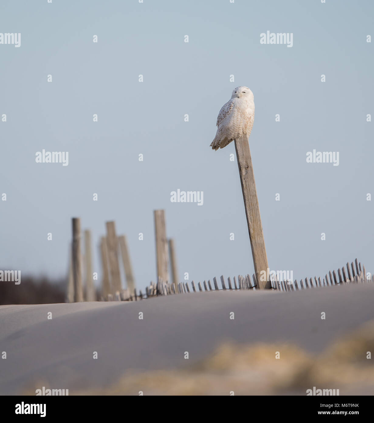 Snowy Owl at the Beach Stock Photo - Alamy
