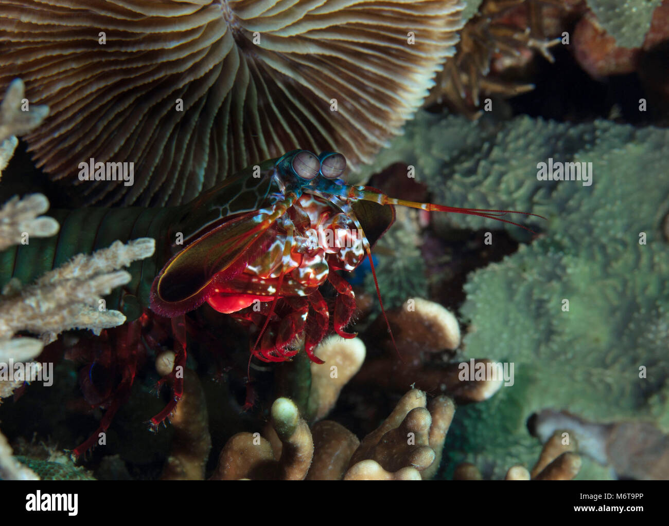 The Peacock Mantis Shrimp (Odontodactylus scyllarus). Picture was taken ...