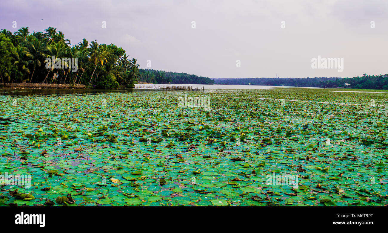 Vellayani Lake, Trivandrum, Kerala, India Stock Photo - Alamy