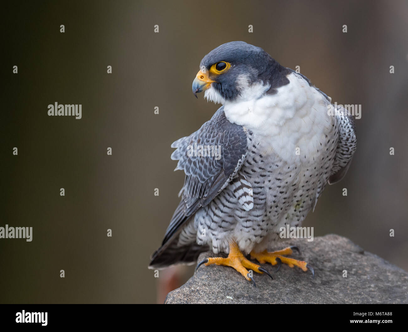 Owl eating fish hi-res stock photography and images - Alamy