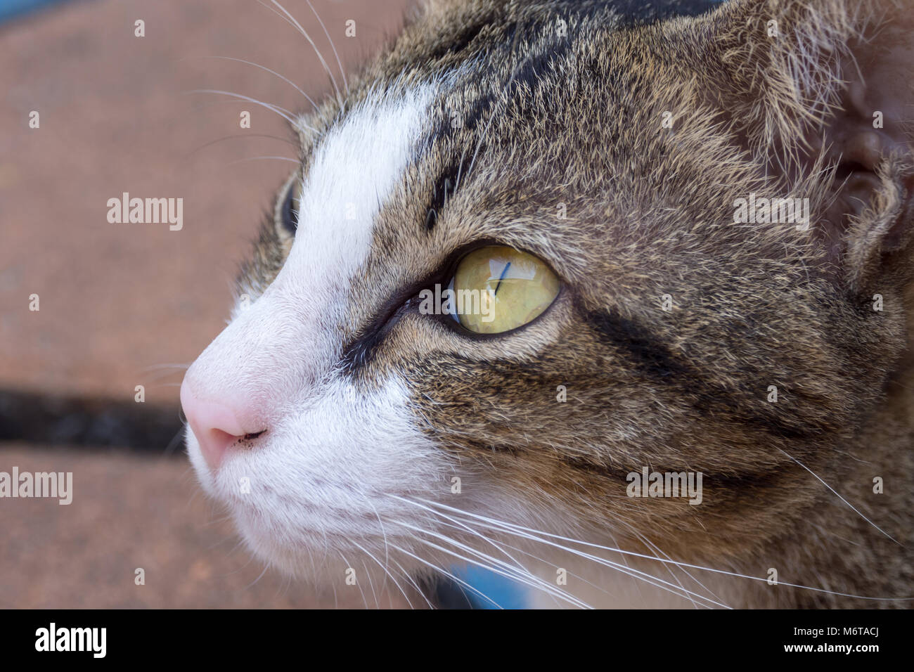 cat face close-up Stock Photo - Alamy