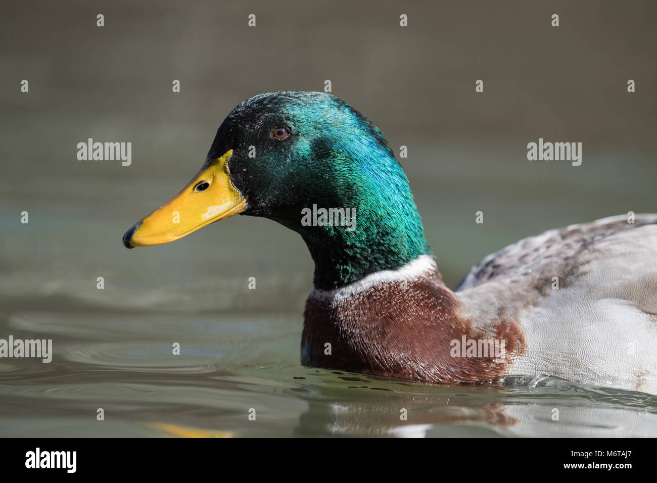 Mallard Duck Drake Stock Photo - Alamy
