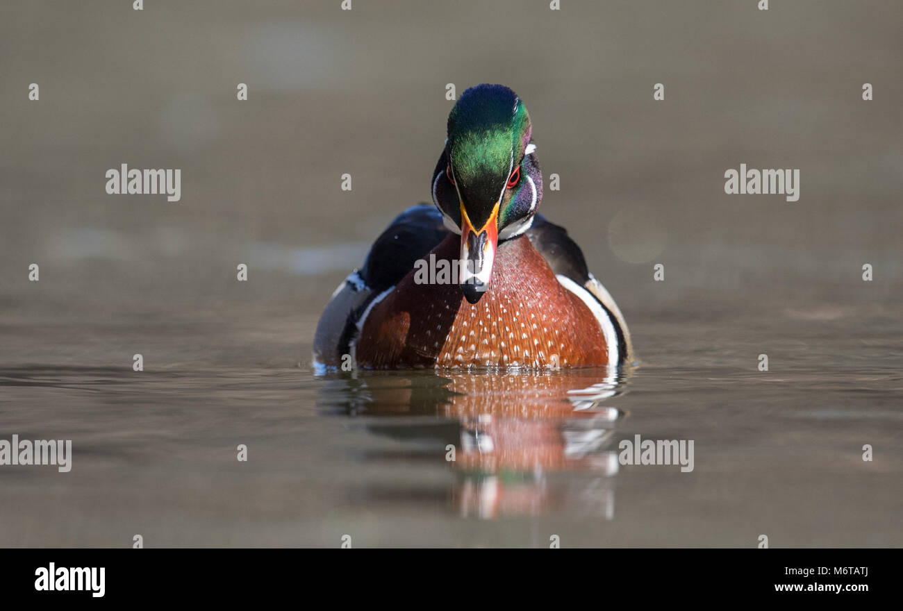 Woody hunt hi-res stock photography and images - Alamy