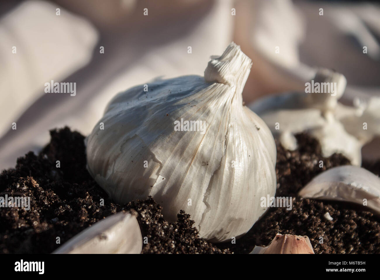 Two garlics hi-res stock photography and images - Alamy