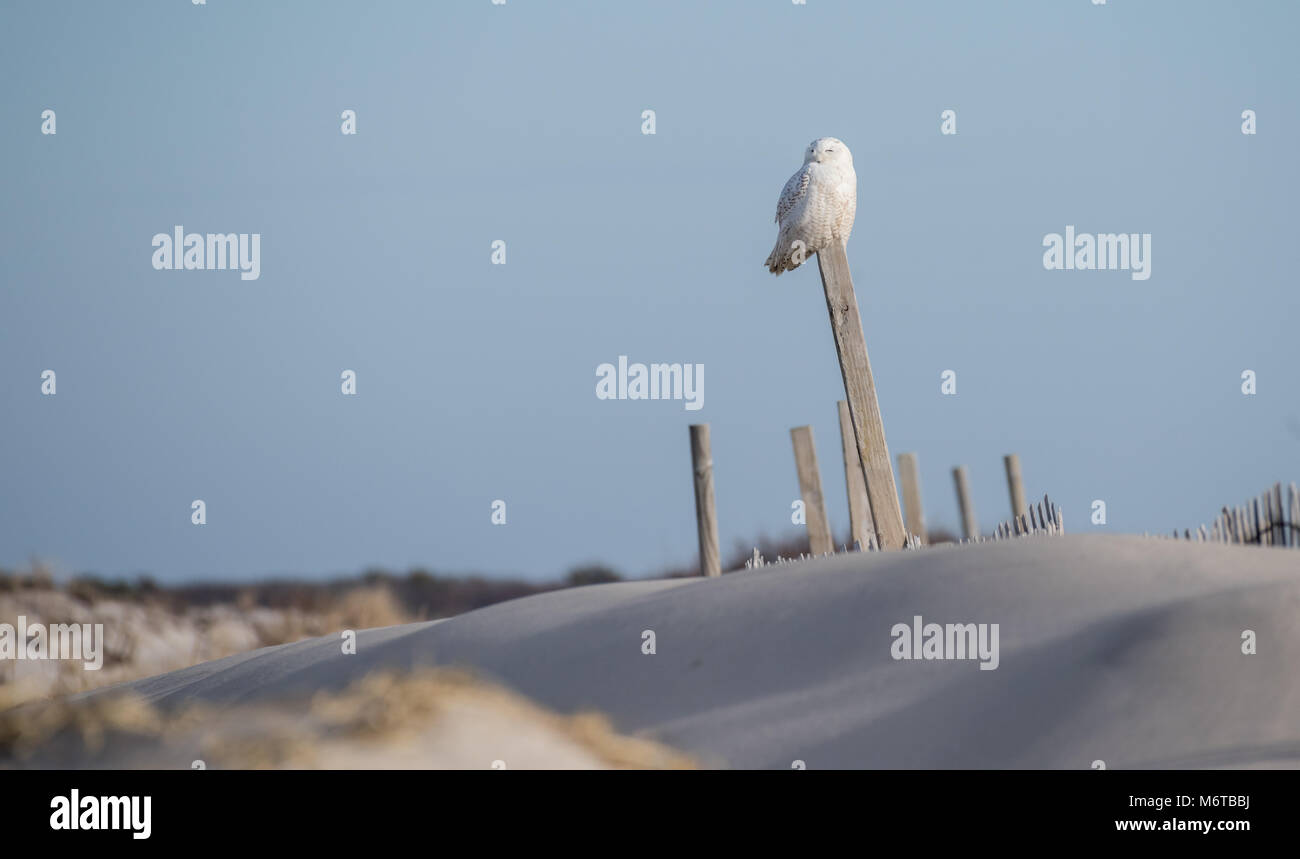 Snowy Owl at the Beach Stock Photo - Alamy