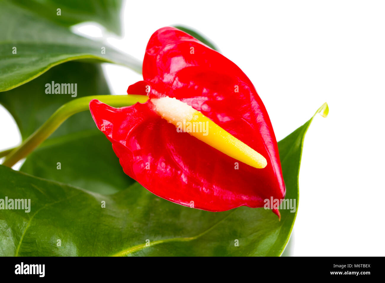 Red Calla, heart shape, on white background. Anthurium tropical plant ...