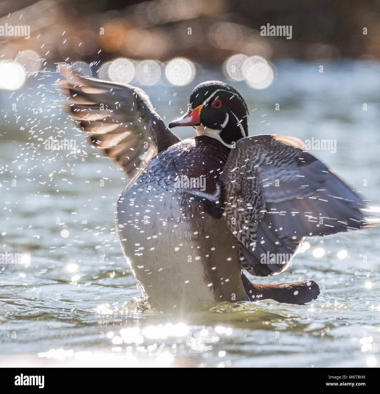 Woody hunt hi-res stock photography and images - Alamy