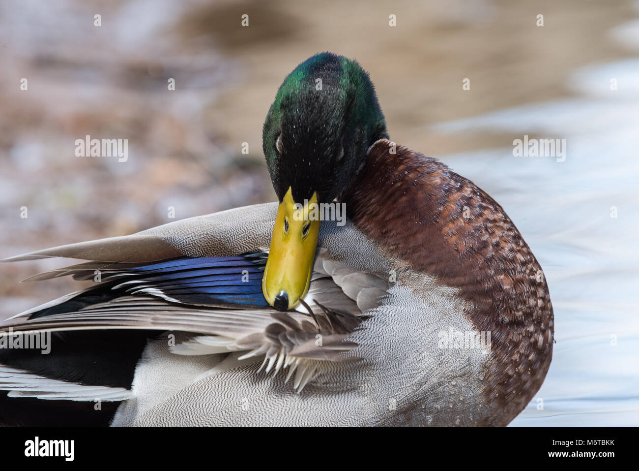 Mallard Duck Drake Stock Photo - Alamy