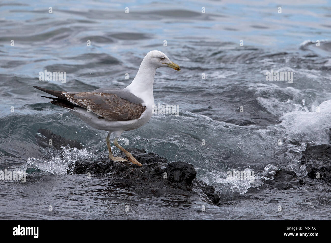 Yellow-legged Gull (Larus michahellis atlantis Stock Photo - Alamy