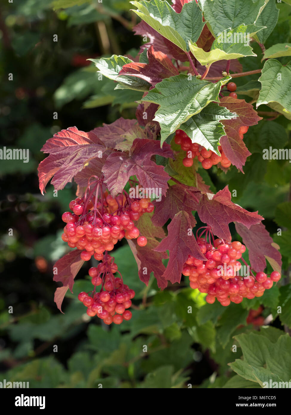 Planting guelder rose hedge hi-res stock photography and images - Alamy