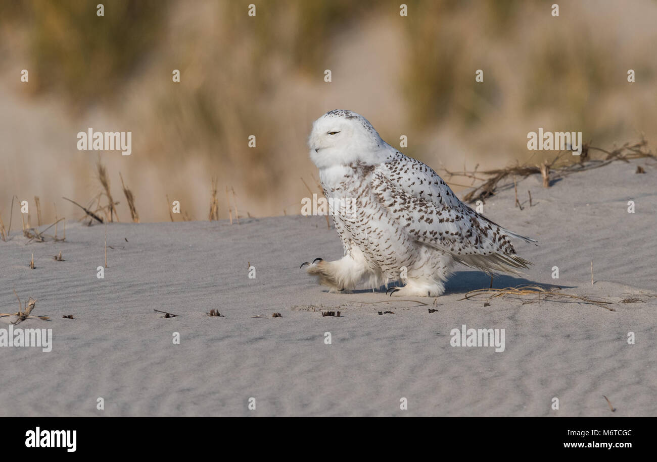 Snowy Owl at the Beach Stock Photo - Alamy