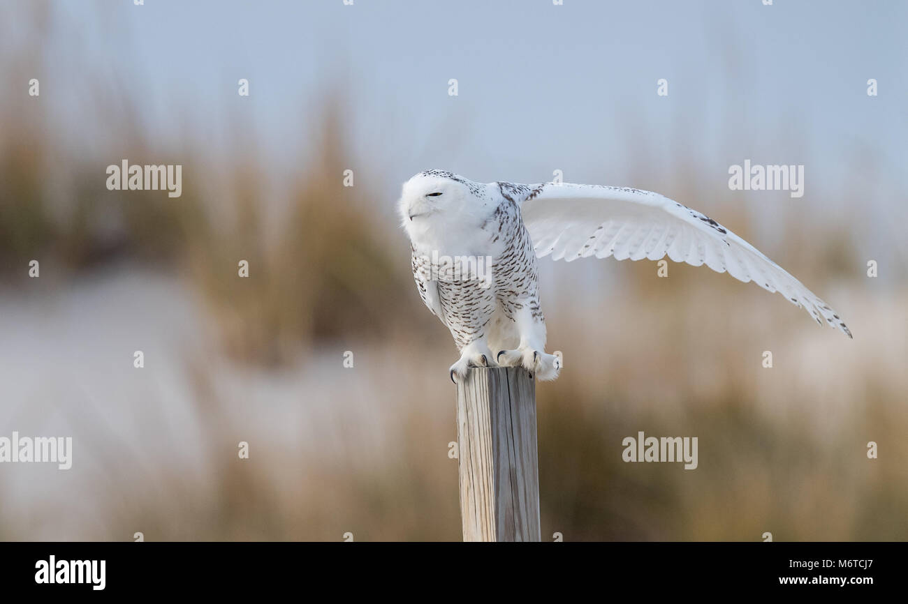 Snowy Owl at the Beach Stock Photo - Alamy