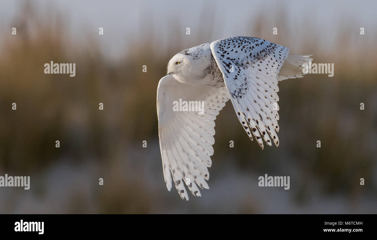 Snowy Owl at the Beach Stock Photo - Alamy