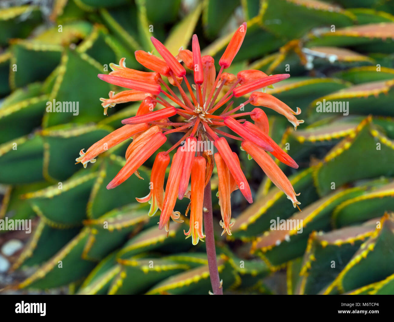 Mitre Aloe Aloe mitriformis Hobart botanical garden Tasmania Stock ...