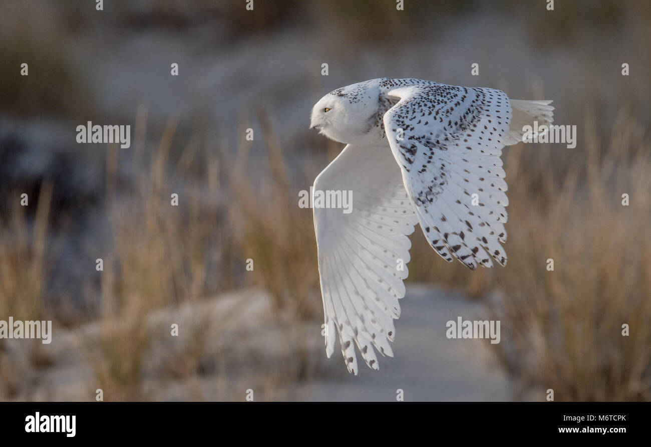 Snowy Owl at the Beach Stock Photo - Alamy