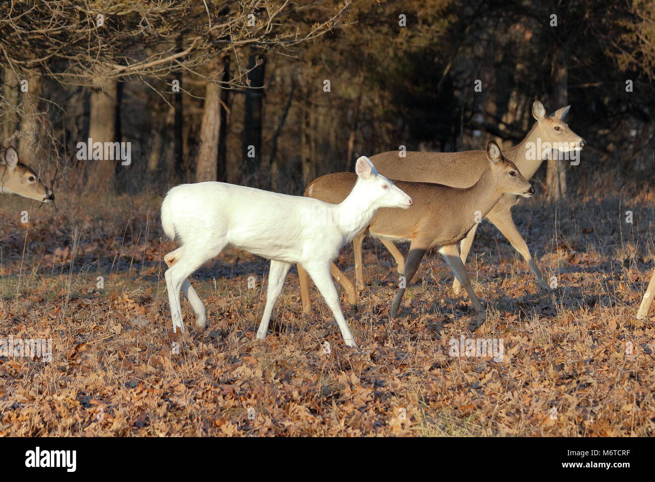 Deer albino forest hi-res stock photography and images - Alamy