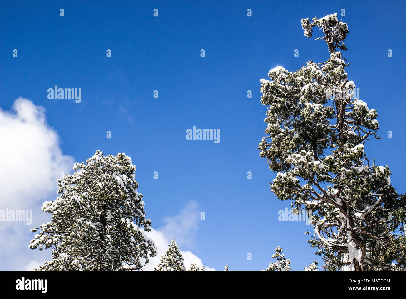 Covered tree tops hi-res stock photography and images - Alamy