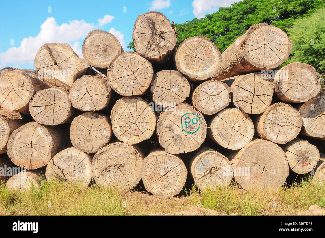 Monywa, Myanmar - November 19 2014. Huge teak logs stacked beside the ...