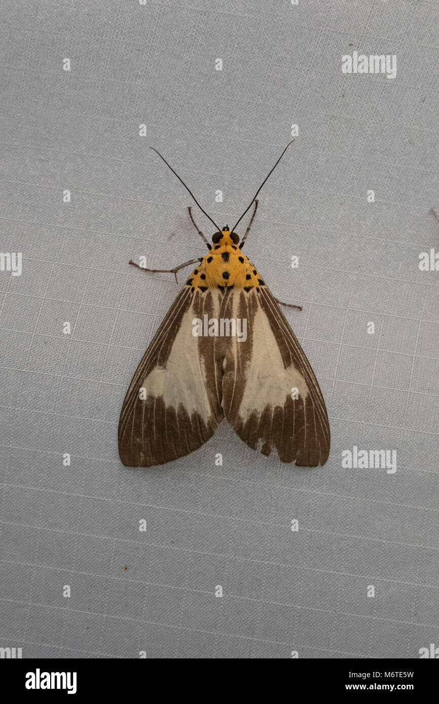Asota moth hi-res stock photography and images - Alamy