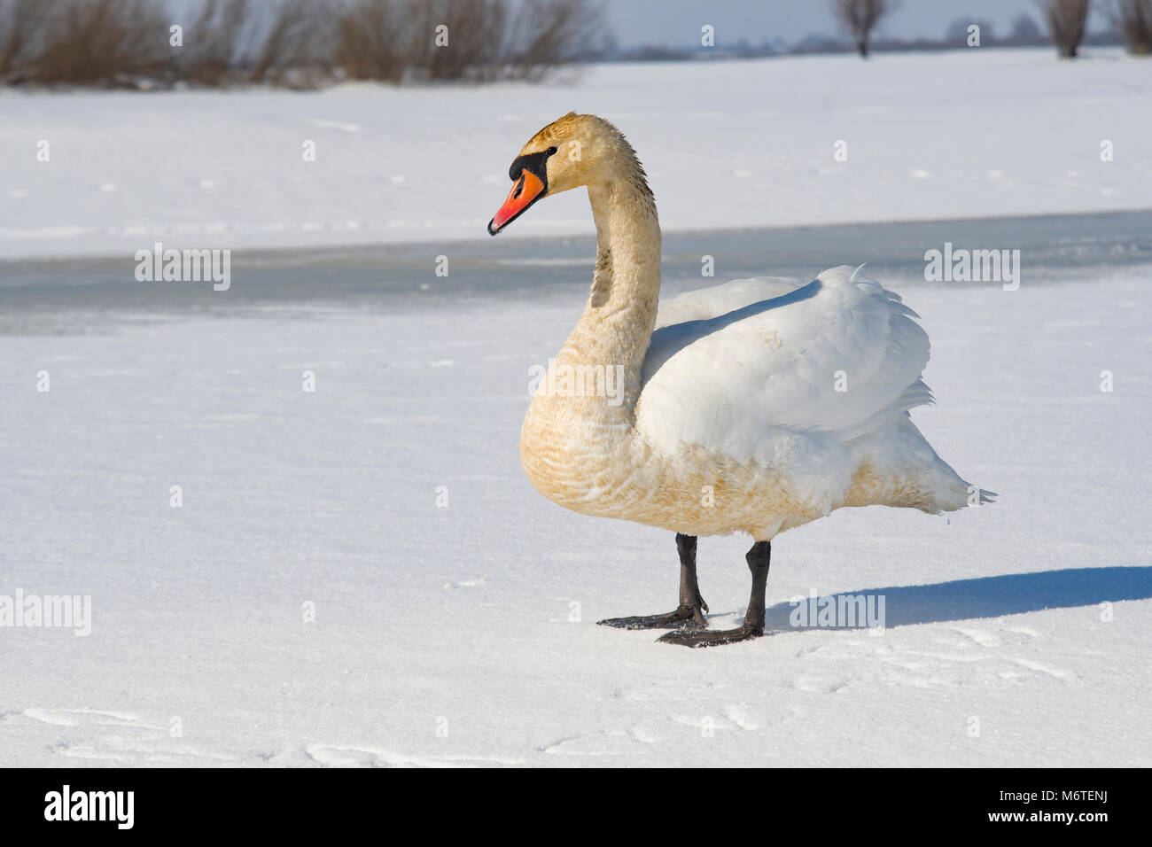 White swan on ice lake hi-res stock photography and images - Alamy