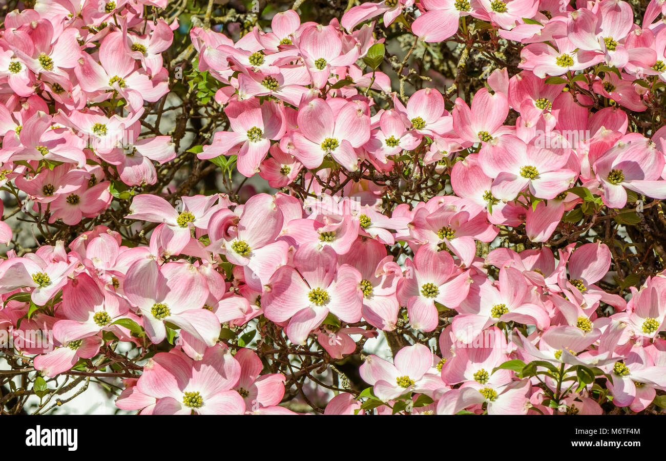 Dogwood Tree Spring Color Stock Photo - Alamy