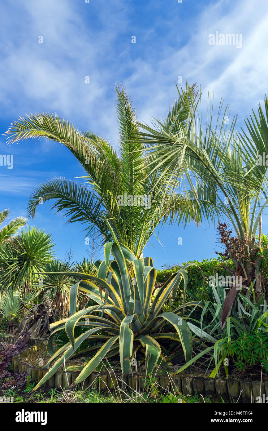 Common beach leaf hi-res stock photography and images - Alamy