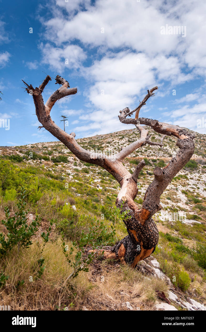 Dry tree on a hill Stock Photo - Alamy