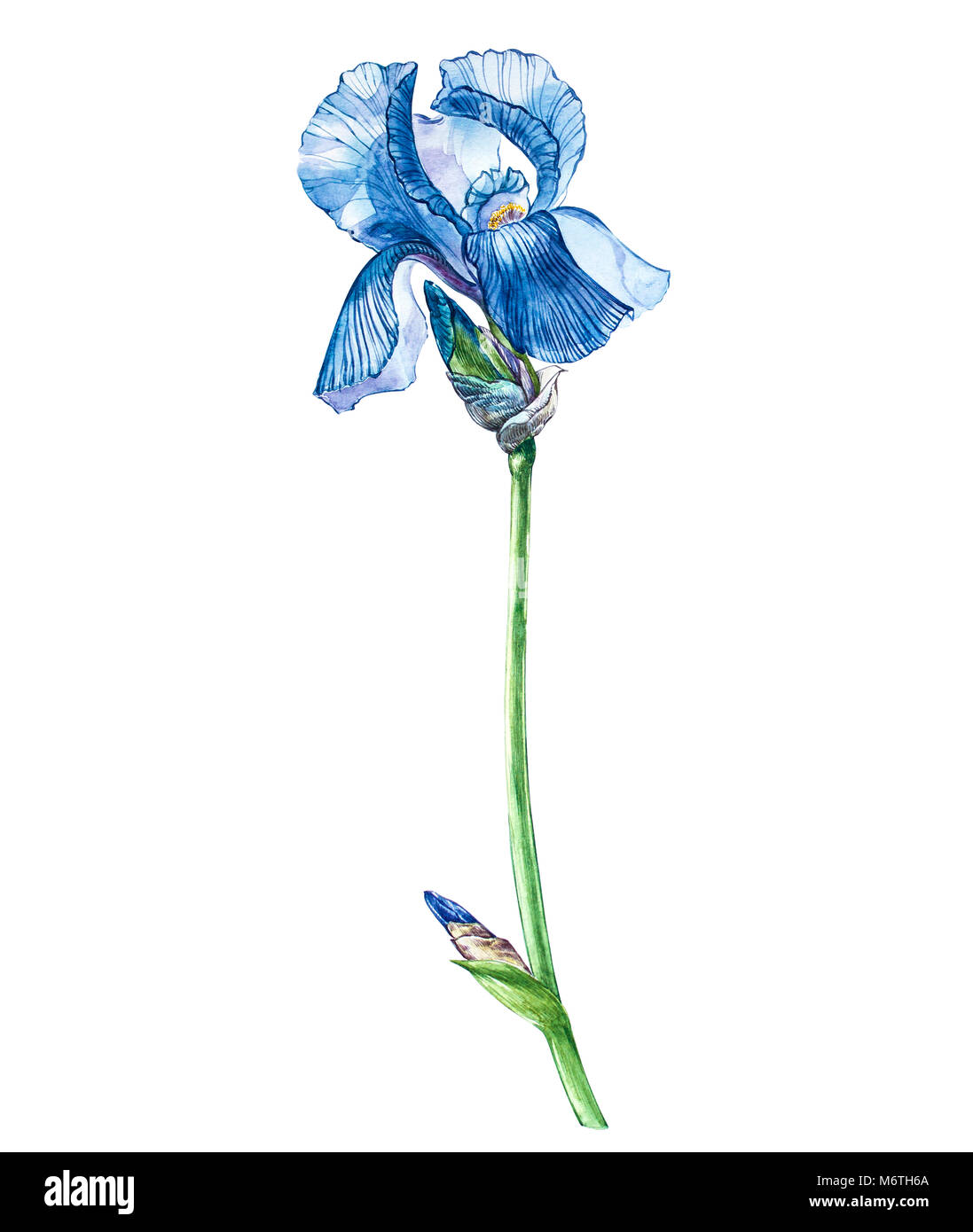 Flowers of Iris. Watercolor hand drawn botanical illustration of ...