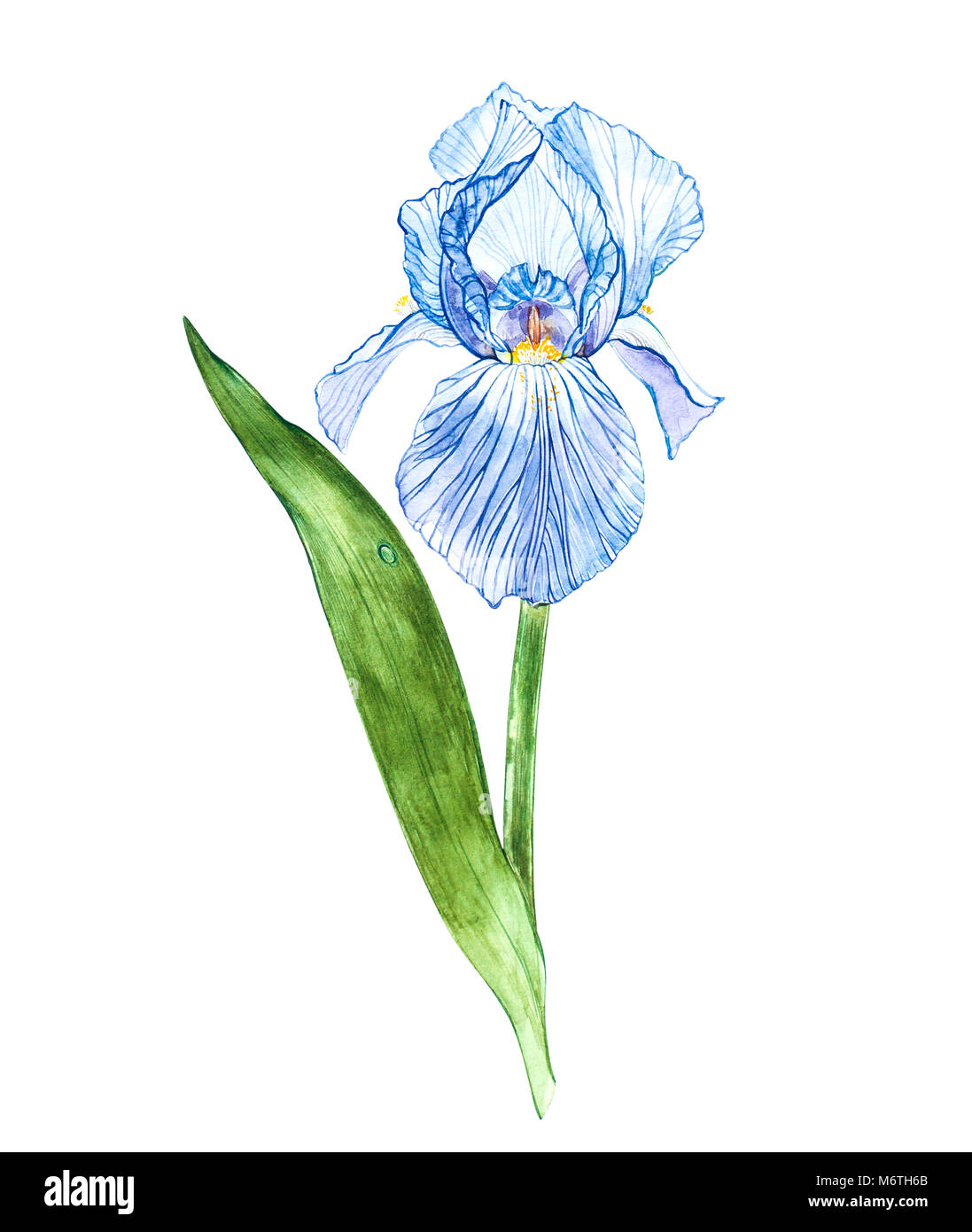 Flowers of Iris. Watercolor hand drawn botanical illustration of ...