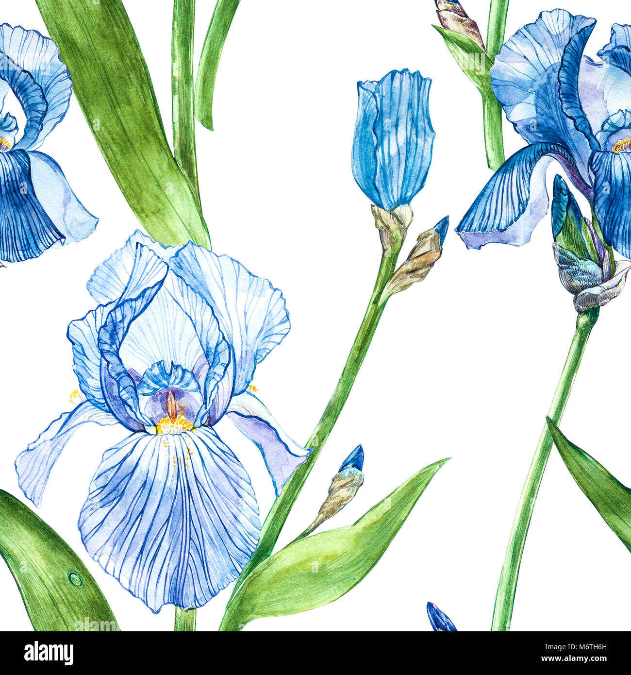 Flowers of Iris. Watercolor hand drawn botanical illustration of ...