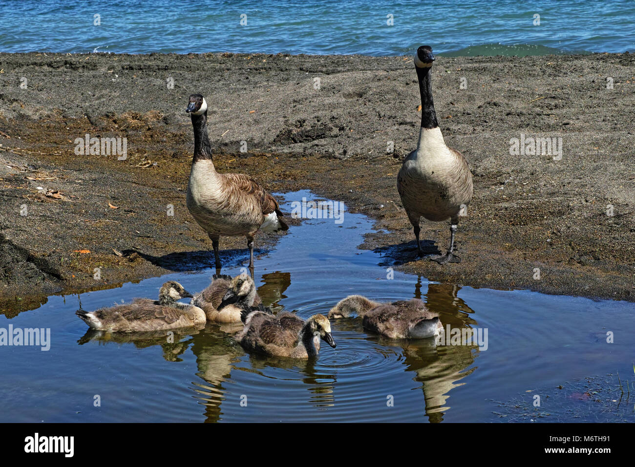 goslings of canada goose with their parents Stock Photo - Alamy