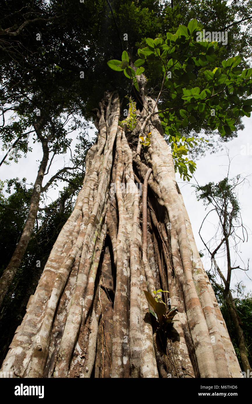 Large tree in the Suriname Rainforest, Botapassie, Suriname, South ...
