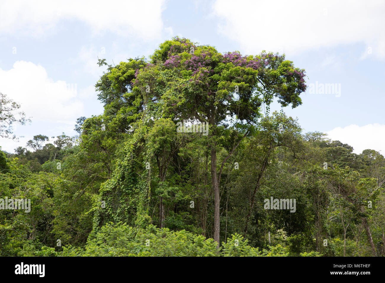 A rainforest tree and blossom, viewed from the Suriname river, Suriname ...