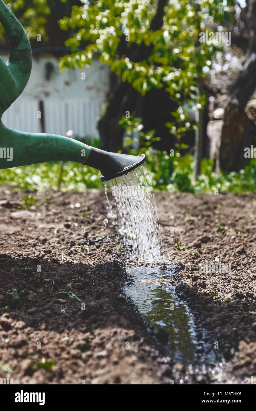 Water the soil from the watering can. Close-up, concept gardening, yard ...