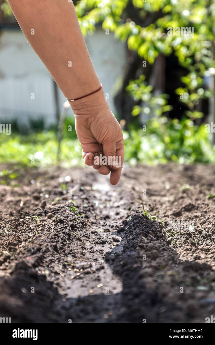 a hand sowing seeds into the soil Stock Photo - Alamy