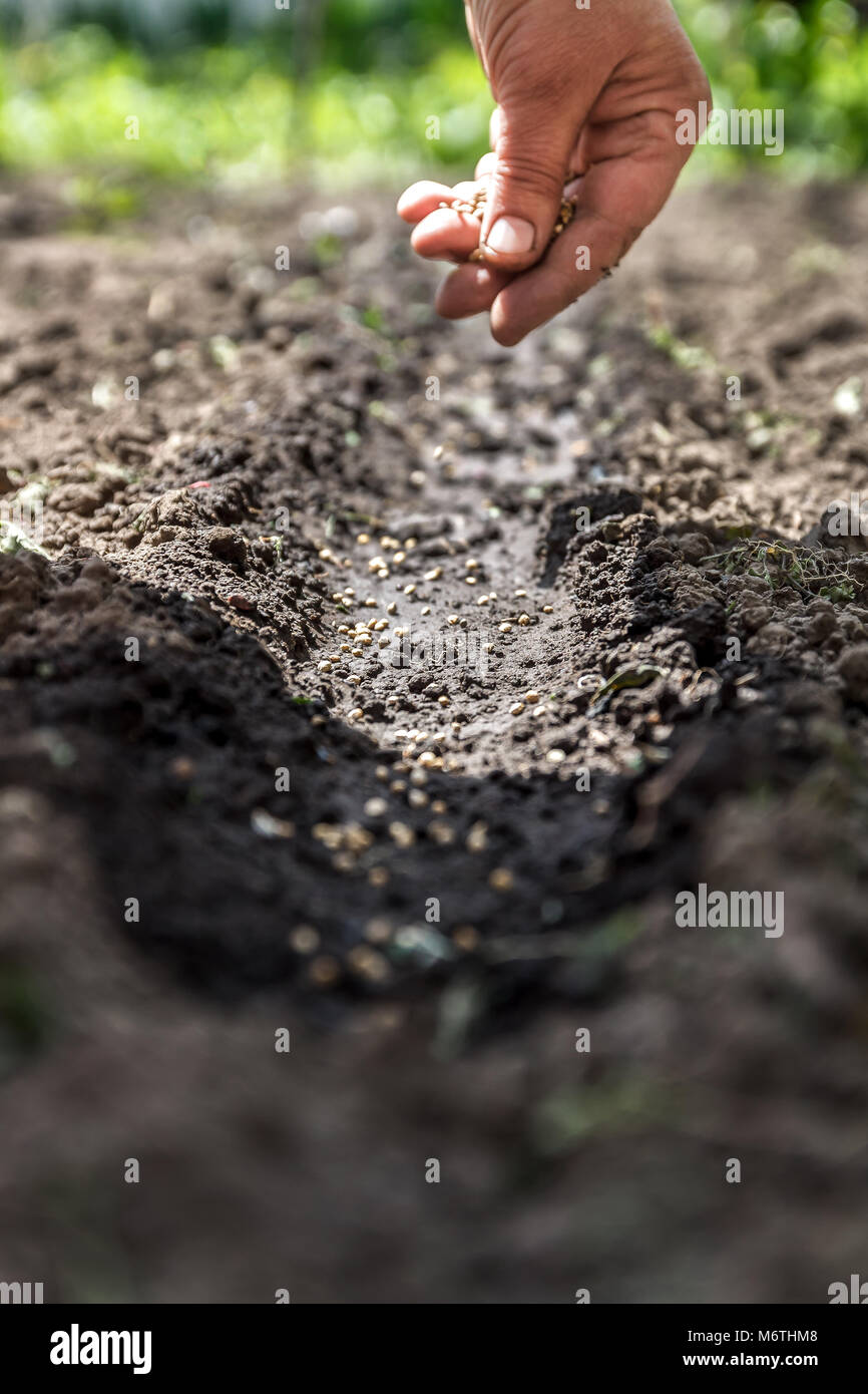 a hand sowing seeds into the soil Stock Photo - Alamy