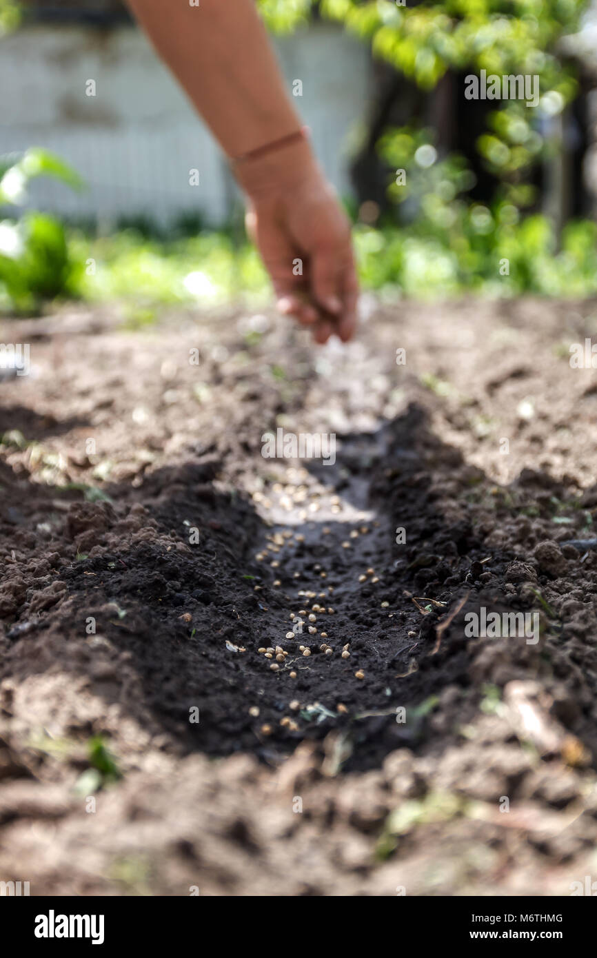 a hand sowing seeds into the soil Stock Photo - Alamy