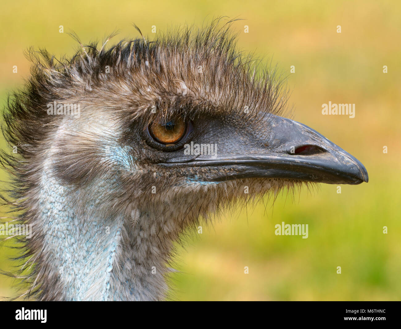Emu head portrait hi-res stock photography and images - Alamy