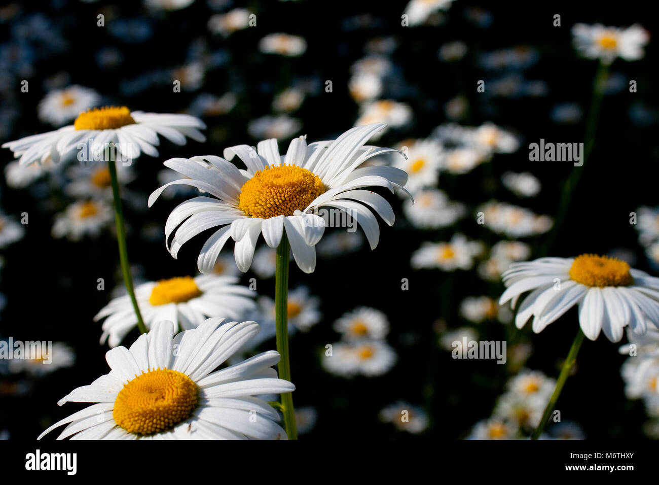 A nice photograph of beautiful daisies Stock Photo - Alamy