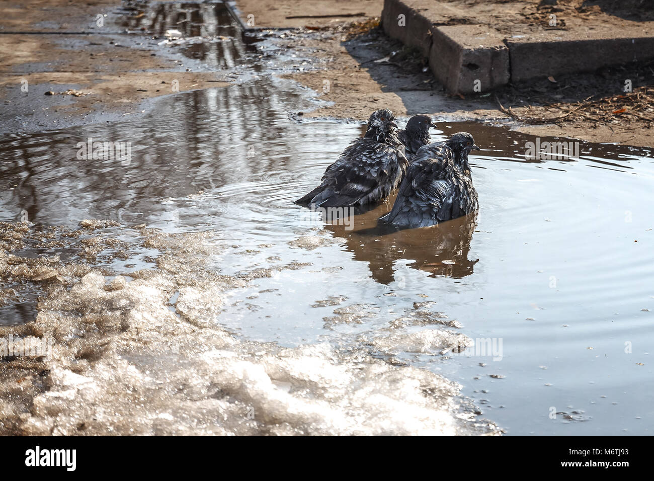 pigeon in a puddle.bird walk in a puddle in the rays of the spring sun ...