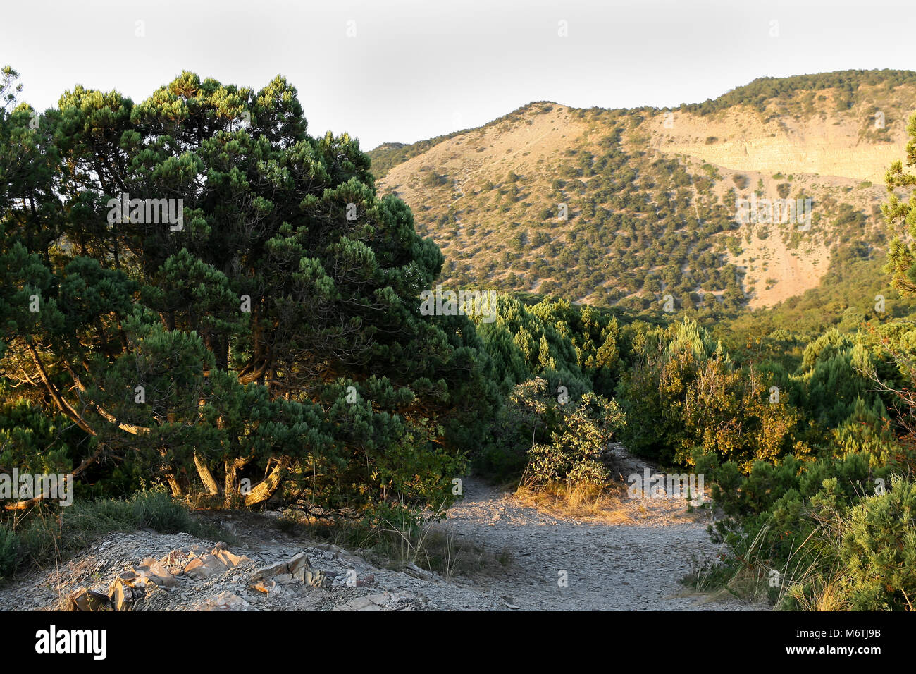 Juniper forest hi-res stock photography and images - Alamy