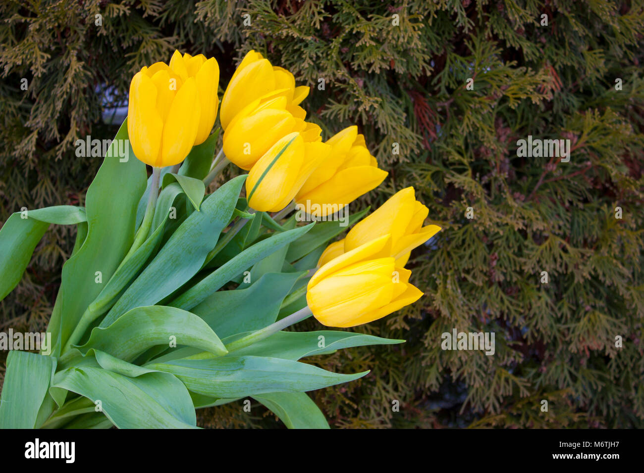 Yellow tulips bouquet. Yellow bouquet of flowers on a background of tui ...
