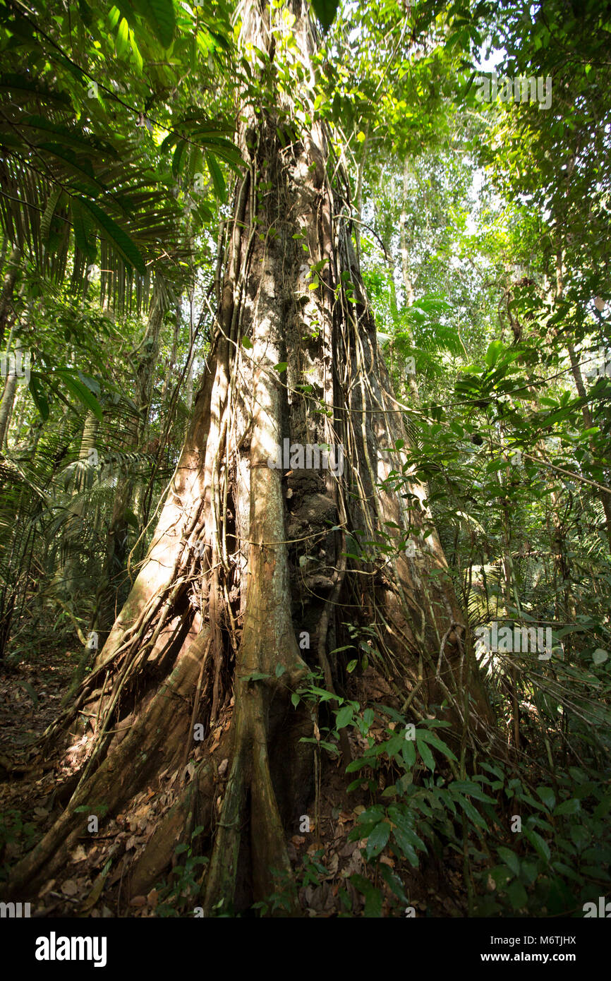 Rainforest tree, Suriname, South America Stock Photo - Alamy