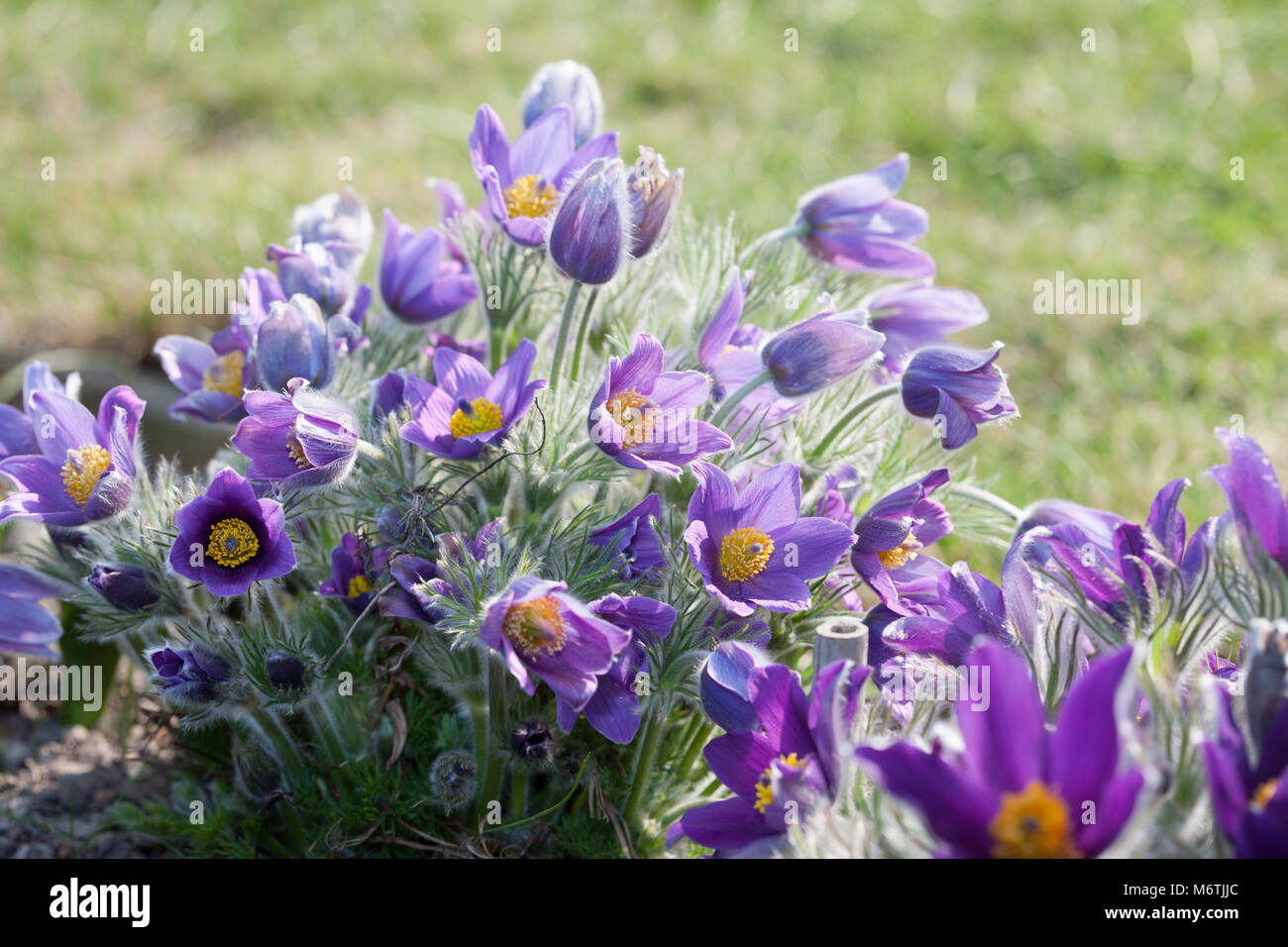 Pasque flower, Backsippa, (Pulsatilla vulgaris Stock Photo - Alamy