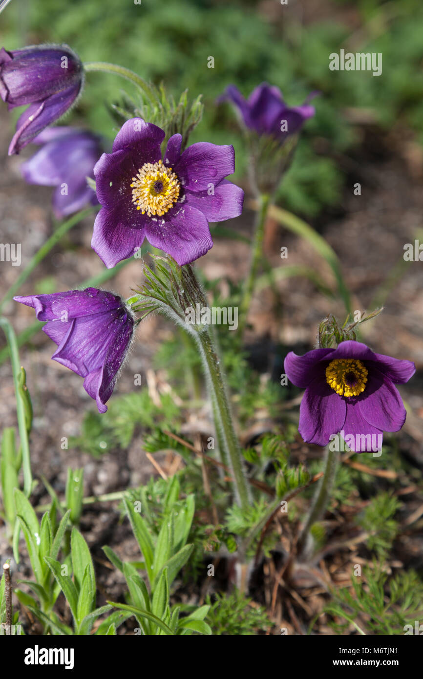 Pasque flower, Backsippa, (Pulsatilla vulgaris Stock Photo - Alamy