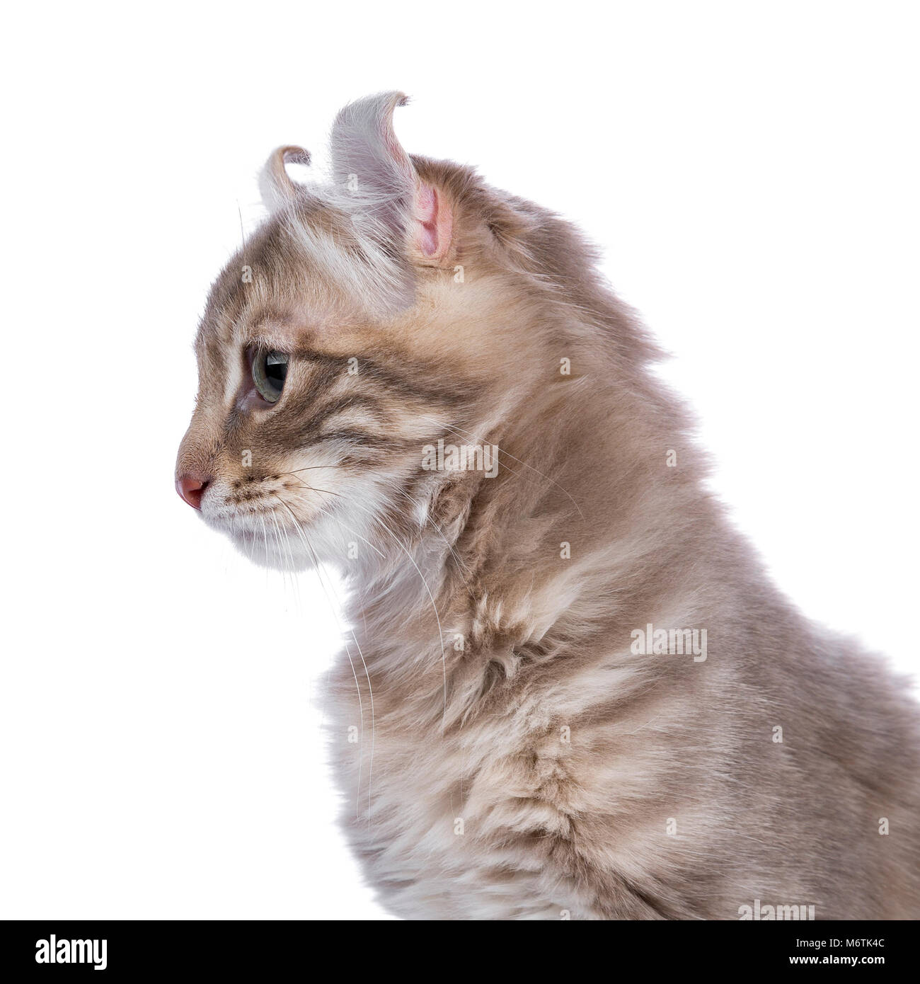 Profile head shot from Lilac blotched tabby American Curl cat / kitten ...