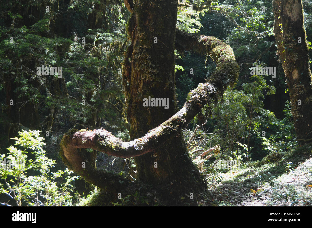 Nothofagus forests in argentina hi-res stock photography and images - Alamy